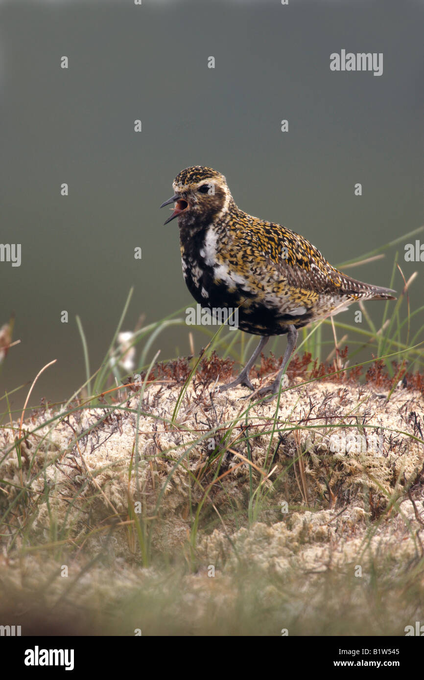 Golden plover Pluvialis apricaria summer Scotland Stock Photo - Alamy
