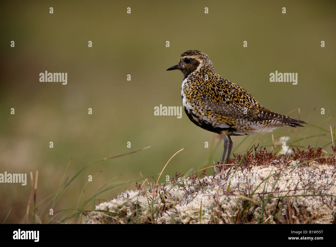 Golden plover hi-res stock photography and images - Alamy
