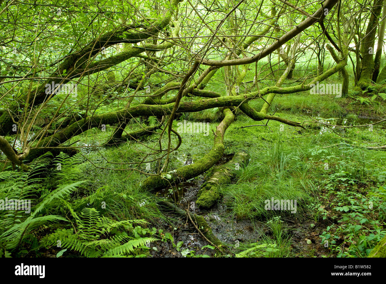 Oak trees growing in a bog hi-res stock photography and images - Alamy