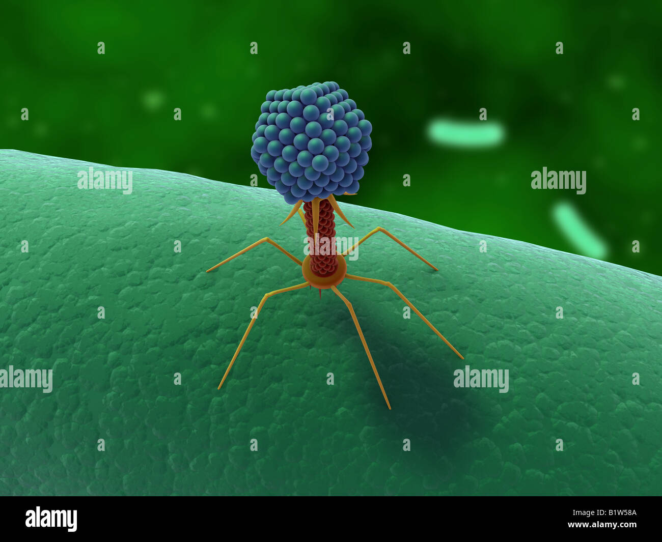 Bacteriophage Micrograph High Resolution Stock Photography and Images - Alamy