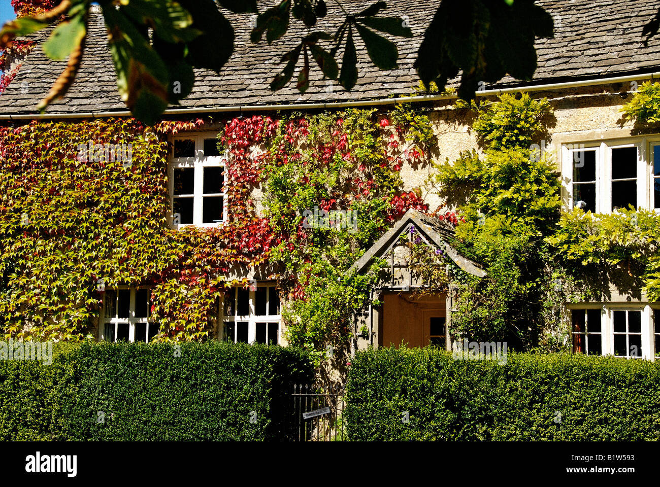 Ivy vines covering tree hi-res stock photography and images - Alamy