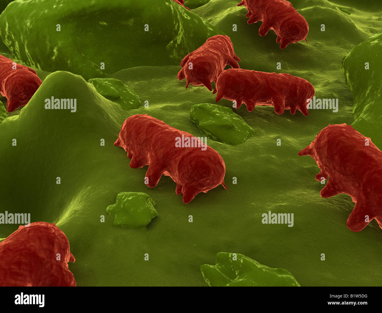 Salmonella hi-res stock photography and images - Alamy