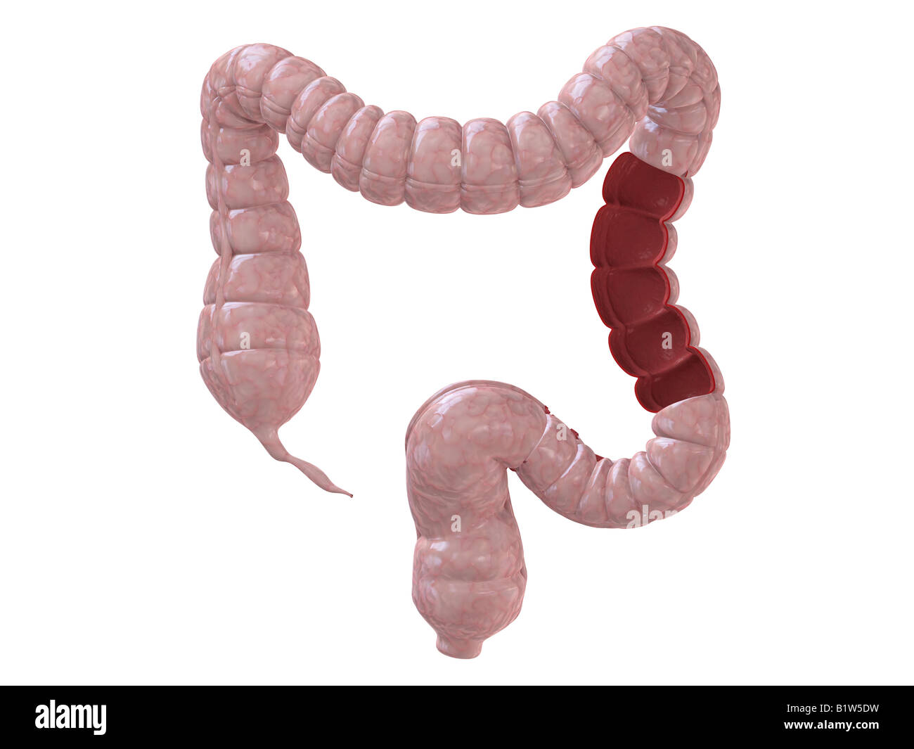 Human intestine and colon Cut Out Stock Images & Pictures - Alamy