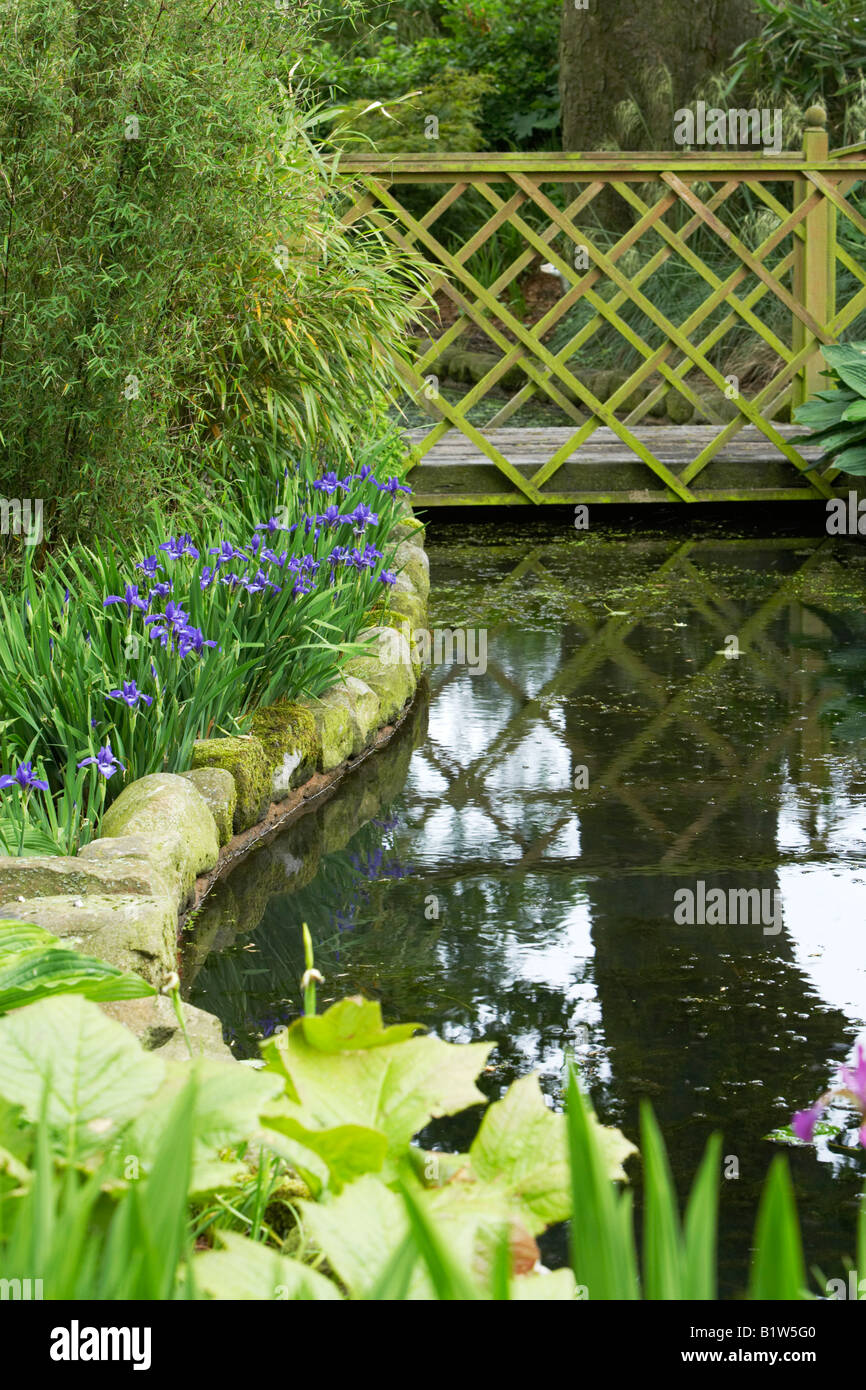 Japanese Water Iris alongside garden pond Stock Photo - Alamy