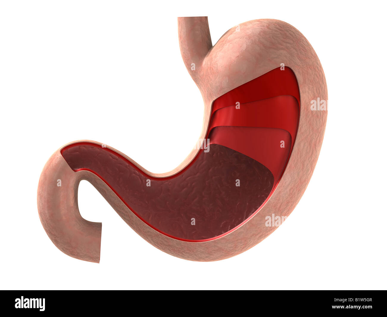 Stomach cross section gastric hi-res stock photography and images - Alamy