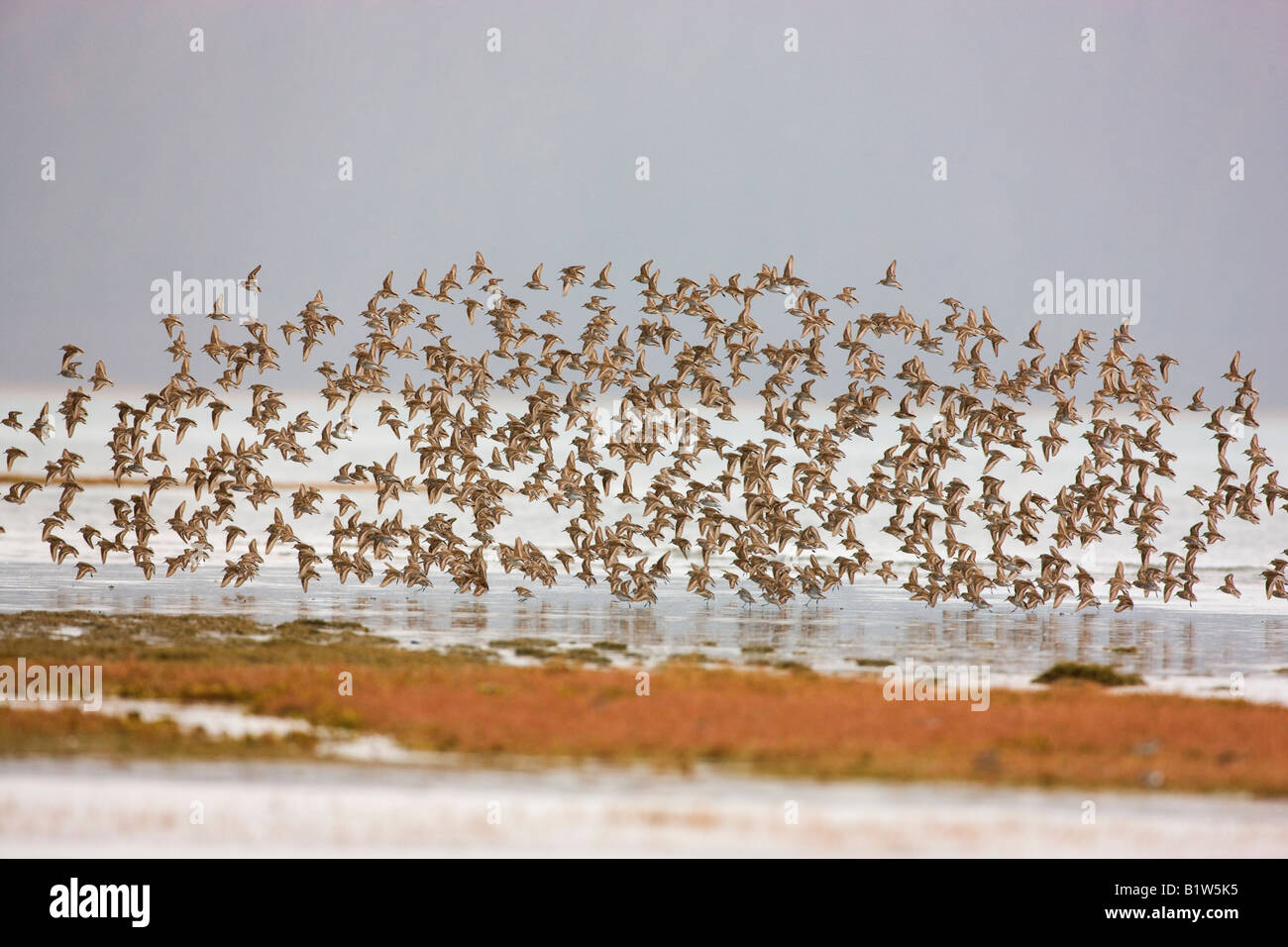 Shorebird migration on the Copper River Delta Chugach National Forest ...