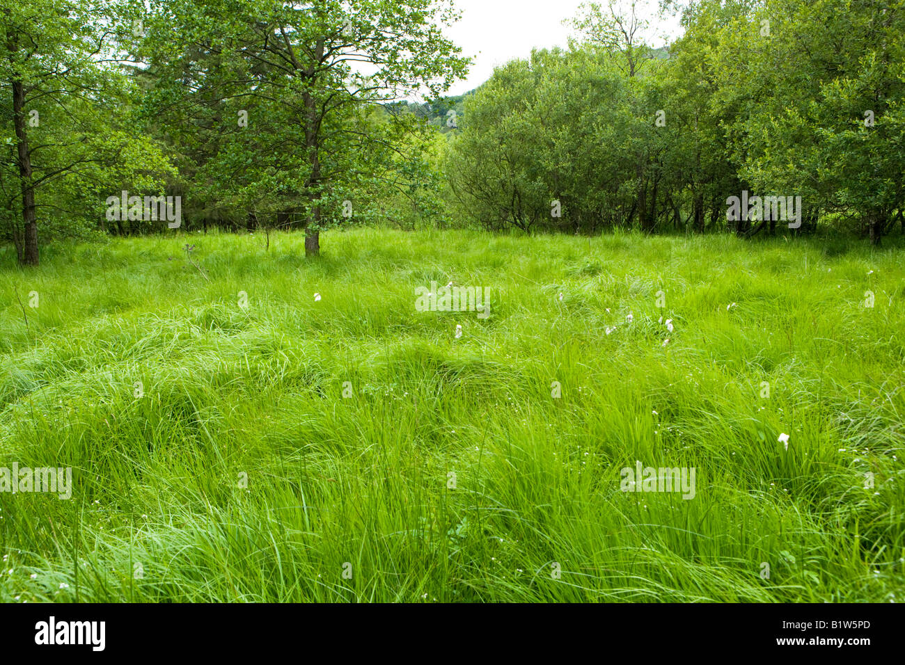 White Moss, Cumbria Stock Photo - Alamy