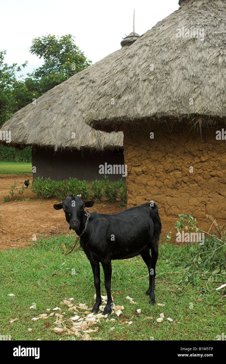 Single goat outside mud huts in village Kenya Africa Stock Photo - Alamy