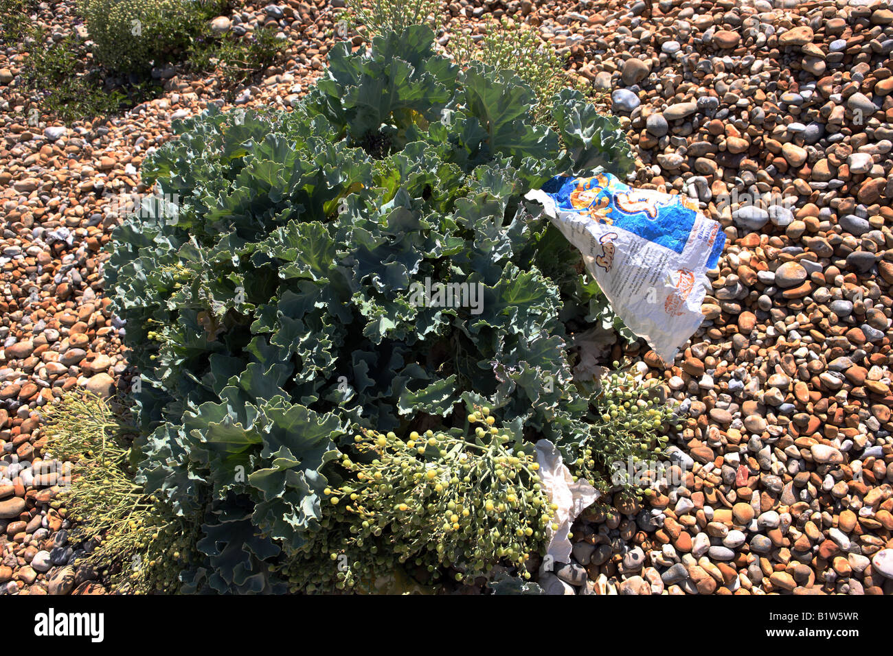 Thoughtless littering in a nature reserve Stock Photo - Alamy