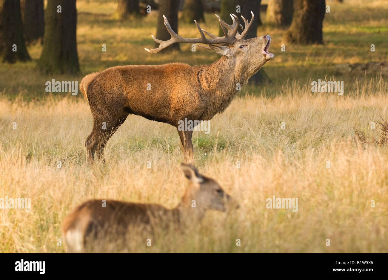 Cervus elaphus female male hi-res stock photography and images - Alamy