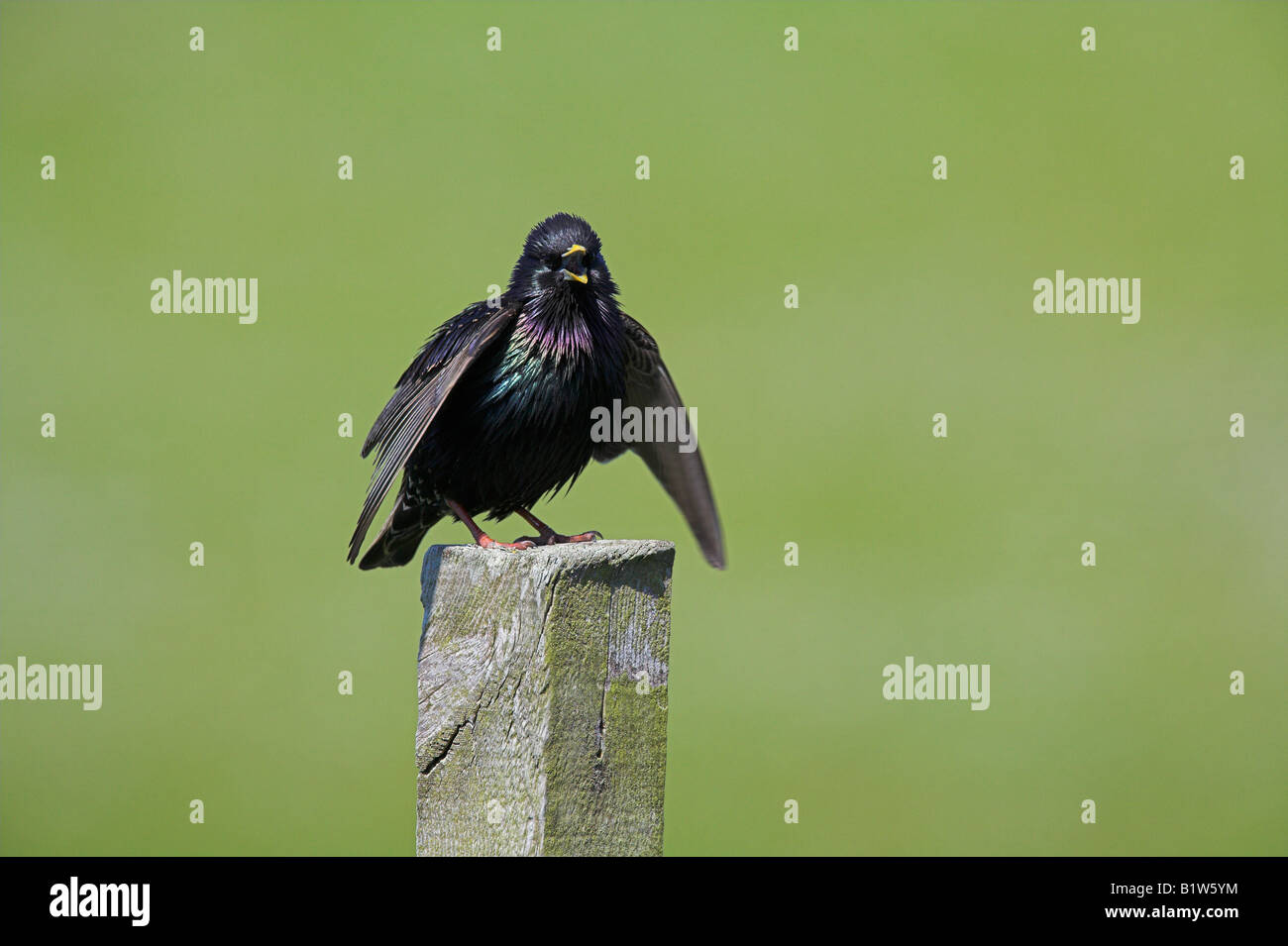 Flapping singing hi-res stock photography and images - Alamy