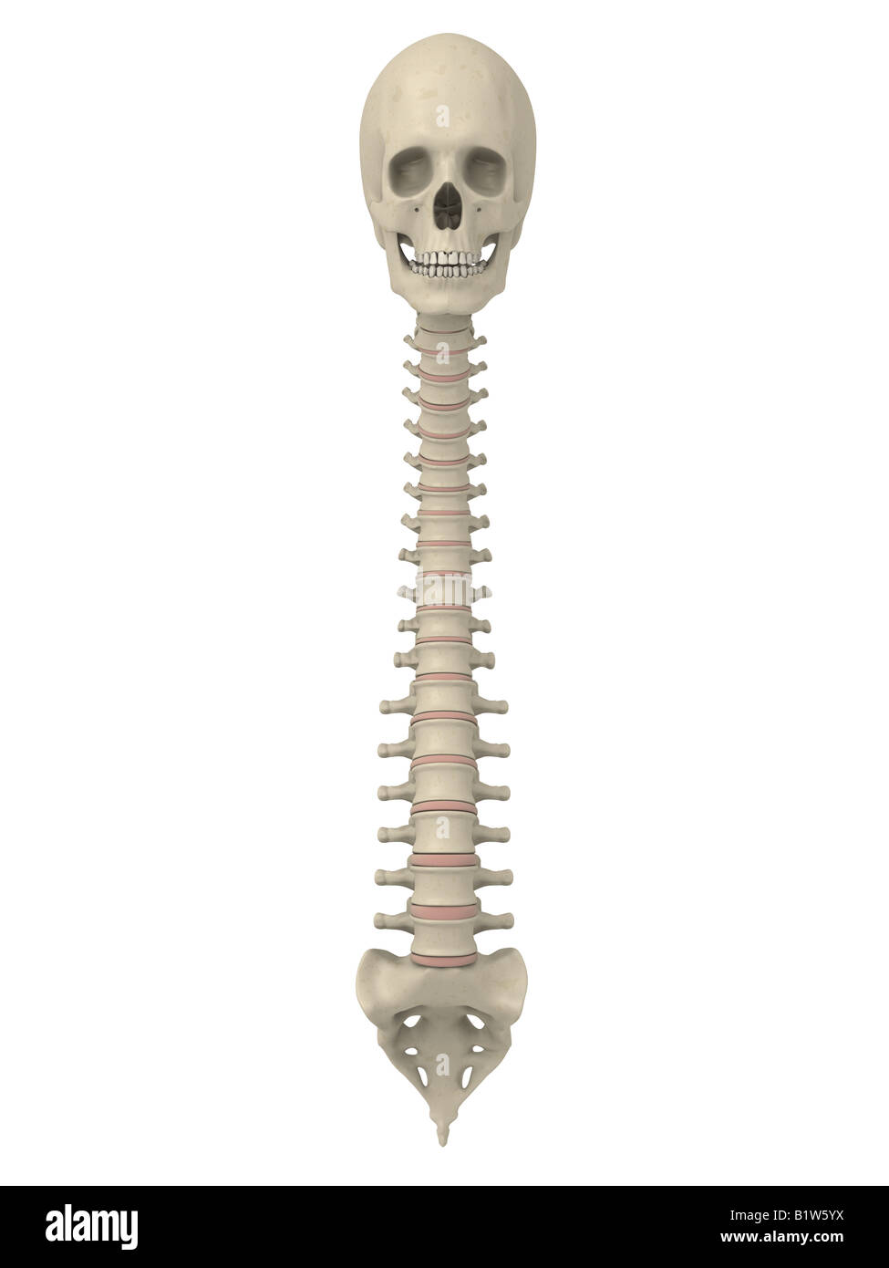 Align anatomy hi-res stock photography and images - Alamy