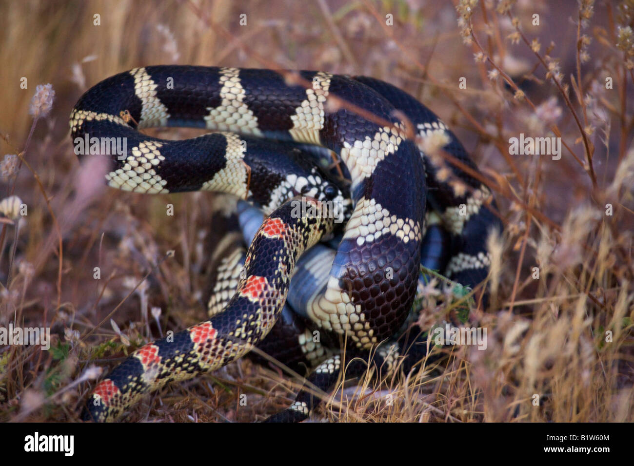 A Common King Snake attacks a Long nosed snake near Fountain Hills ...