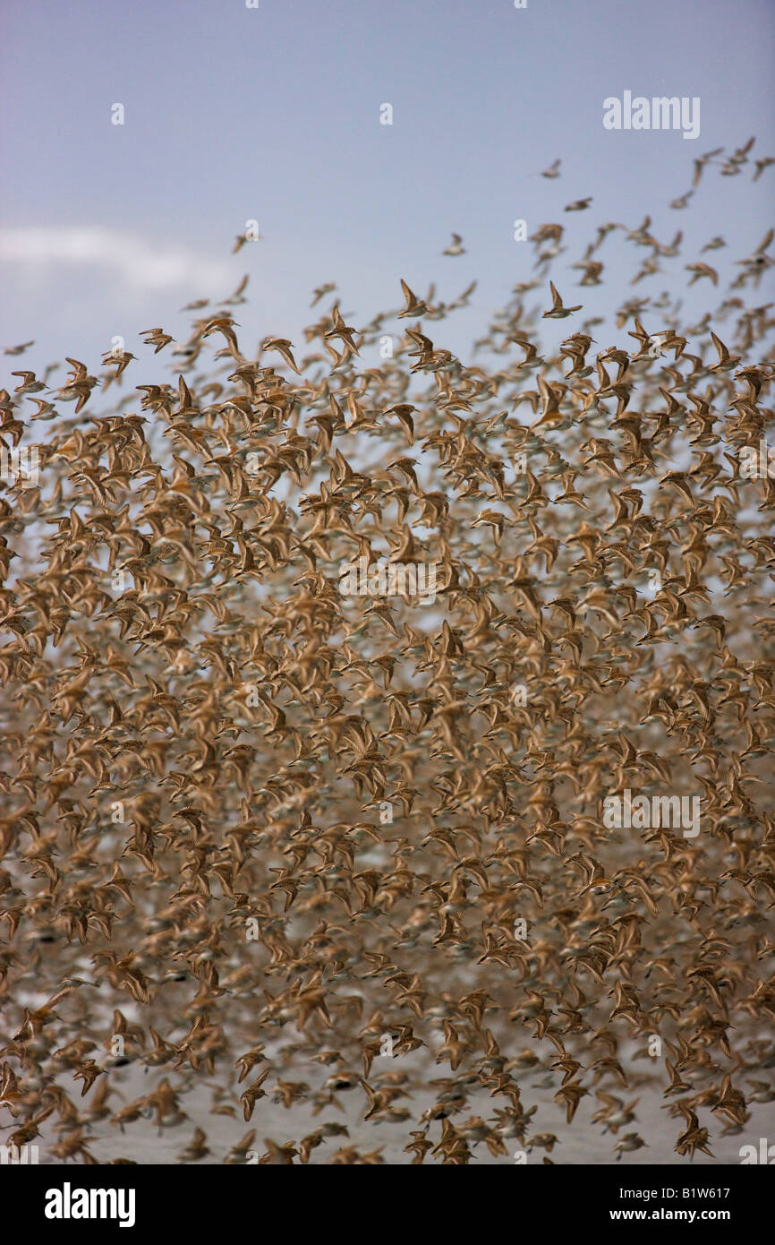 Shorebird migration on the Copper River Delta Chugach National Forest ...