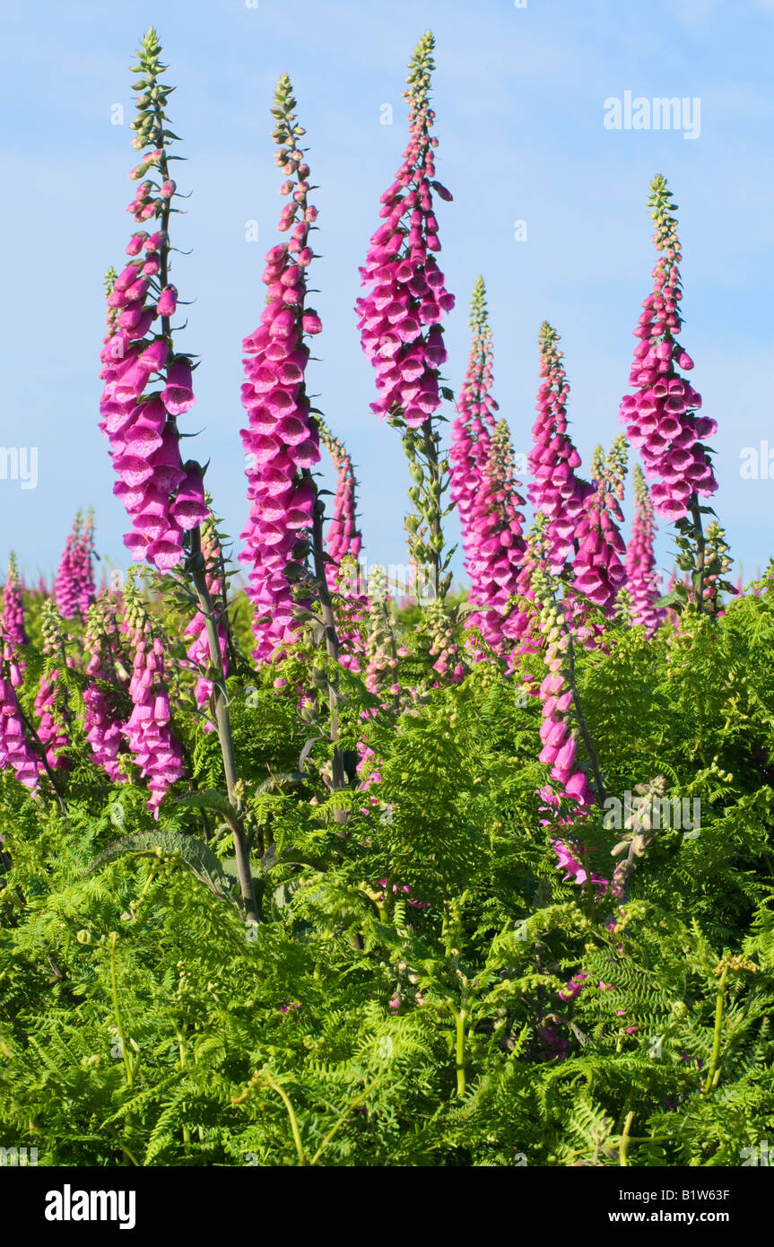 Wild foxgloves on high moorland in Derbyshire "Great Britain Stock ...