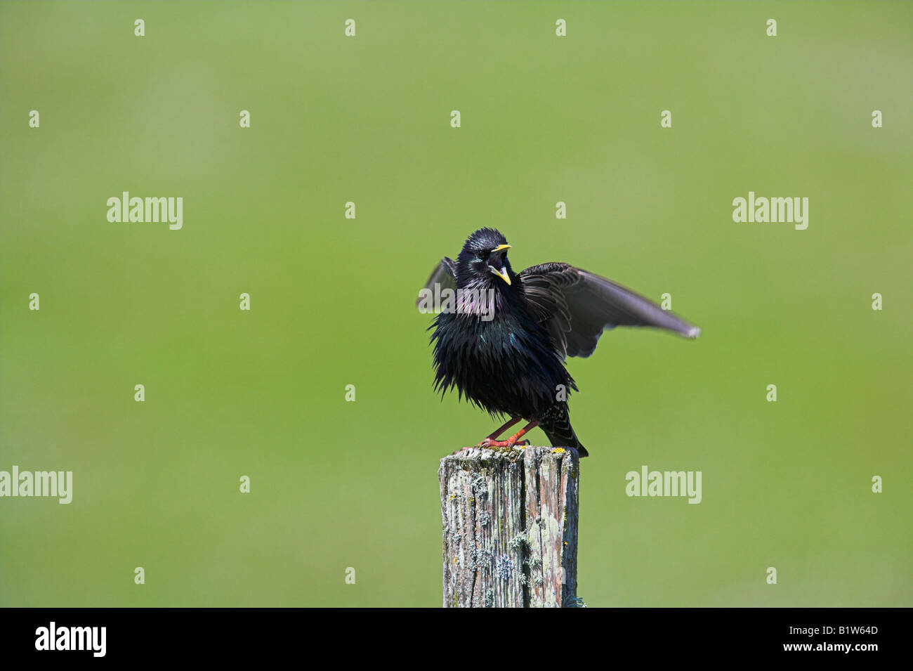 Flapping singing hi-res stock photography and images - Alamy