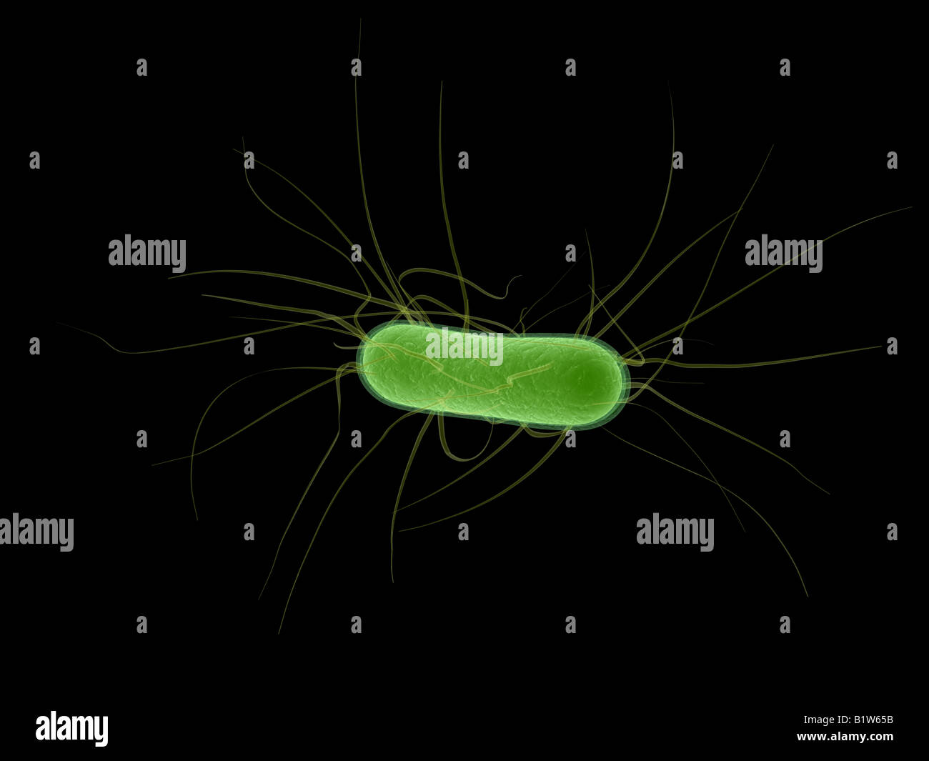 E coli bacteria hi-res stock photography and images - Alamy