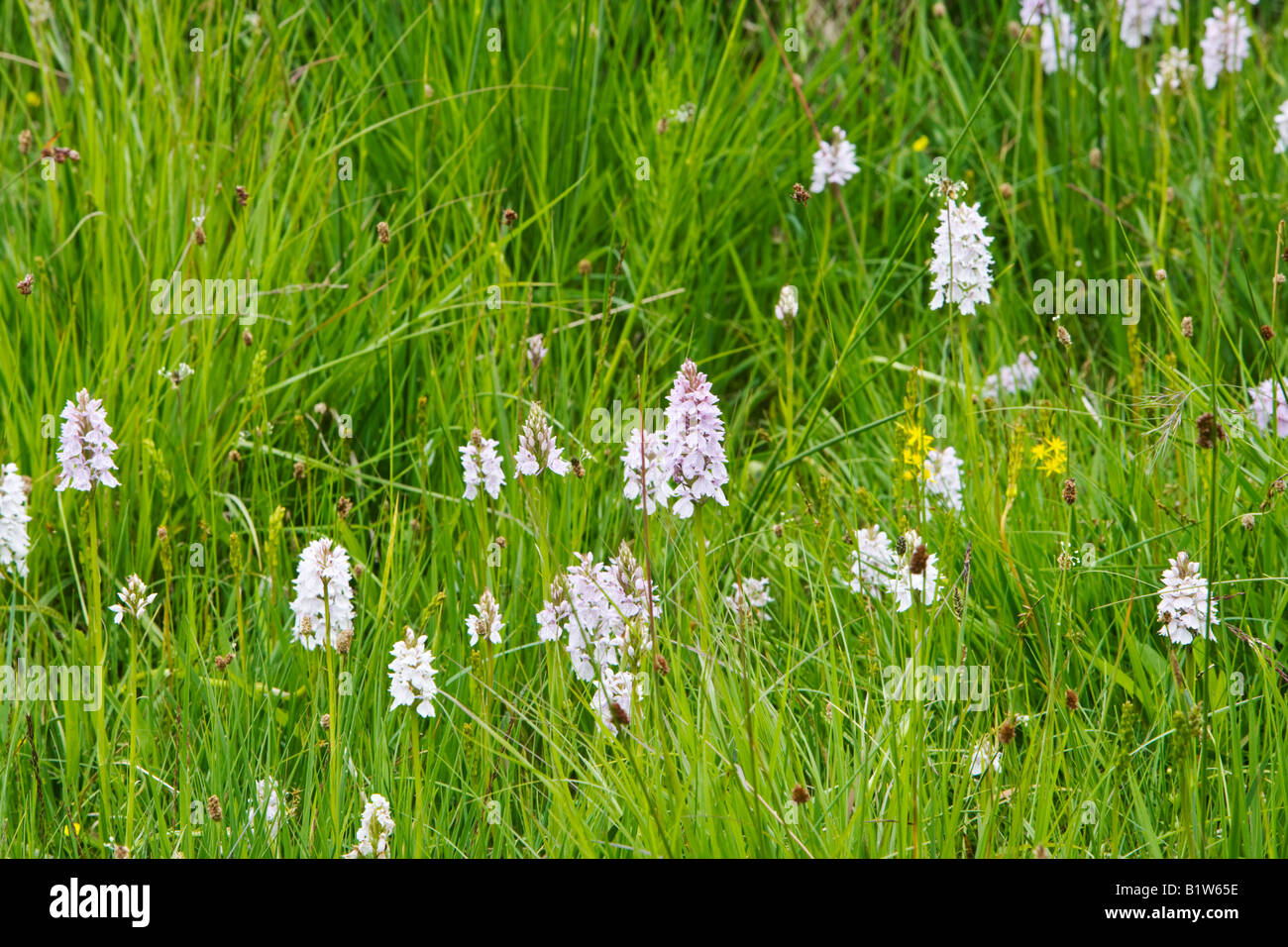 Early Marsh Orchid, Dactylorhiza incarnata Stock Photo - Alamy