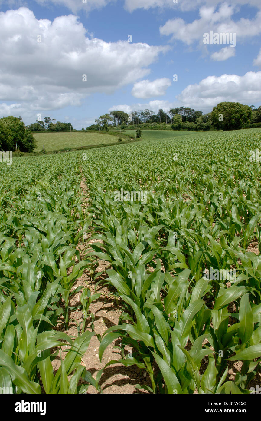 Free weed hi-res stock photography and images - Alamy