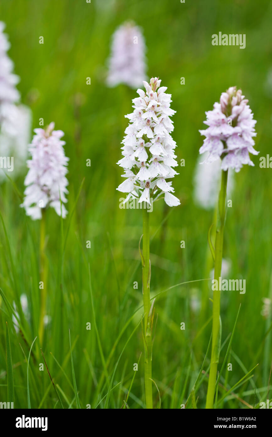 Early Marsh Orchid, Dactylorhiza incarnata Stock Photo - Alamy