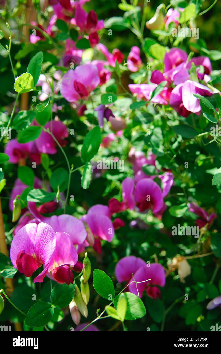 Sweet Peas/Lathyrus Odoratus Stock Photo - Alamy