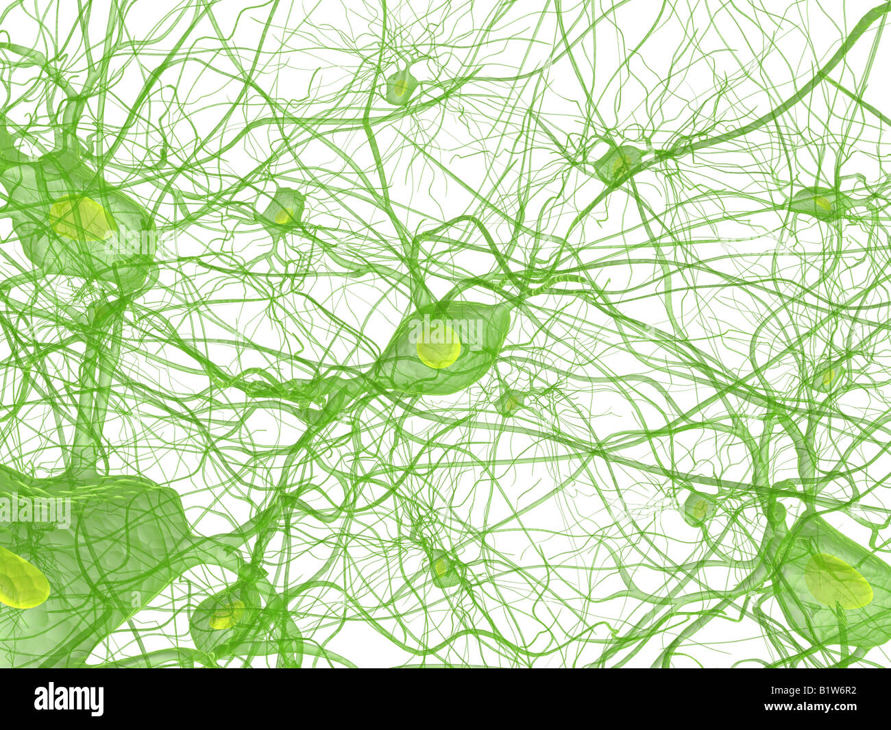 Human brain nerve cells hi-res stock photography and images - Alamy