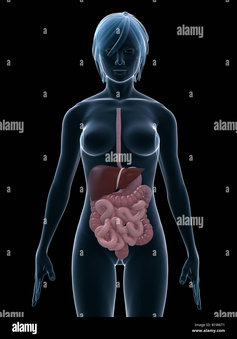 Immune System Diagram Labeled 4851