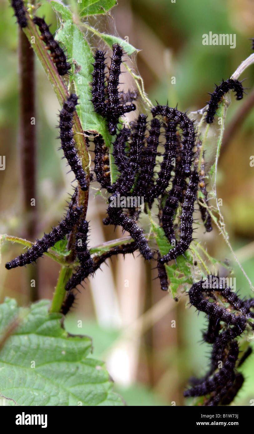 Peacock Butterfly Caterpillars, Inachis io, Nymphalidae, Feeding on ...