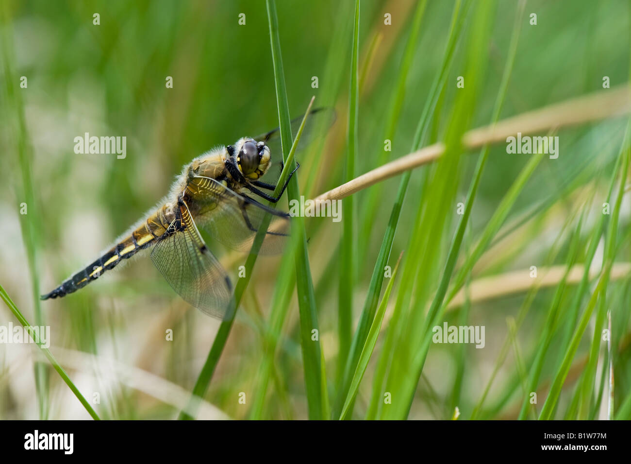 Libellula quadrimaculata. Four spotted chaser dragonfly. Scotland Stock ...