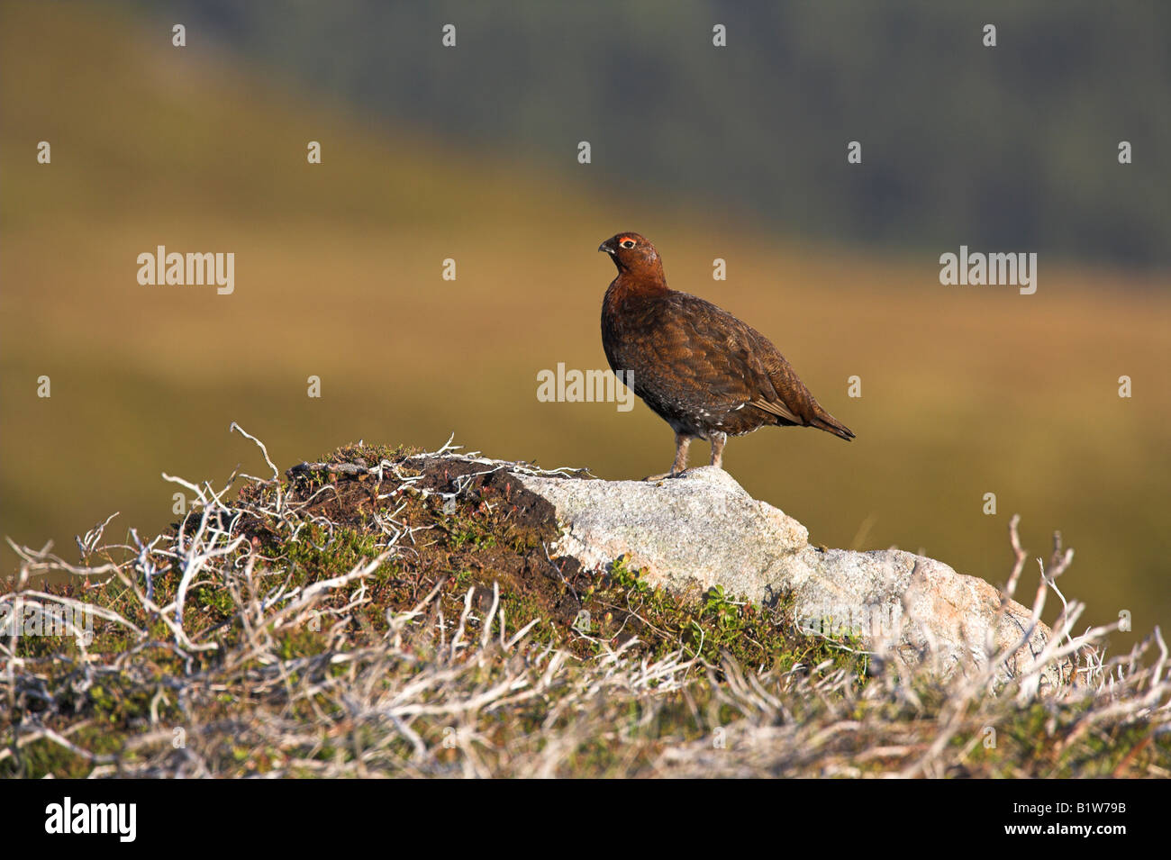Heather mountainside hi-res stock photography and images - Alamy