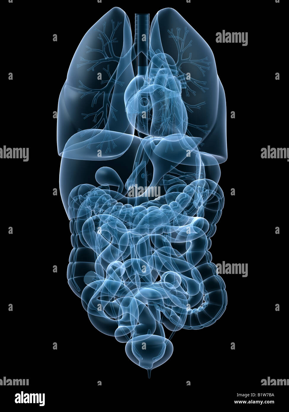 Transparent human body internal organs hi-res stock photography and ...