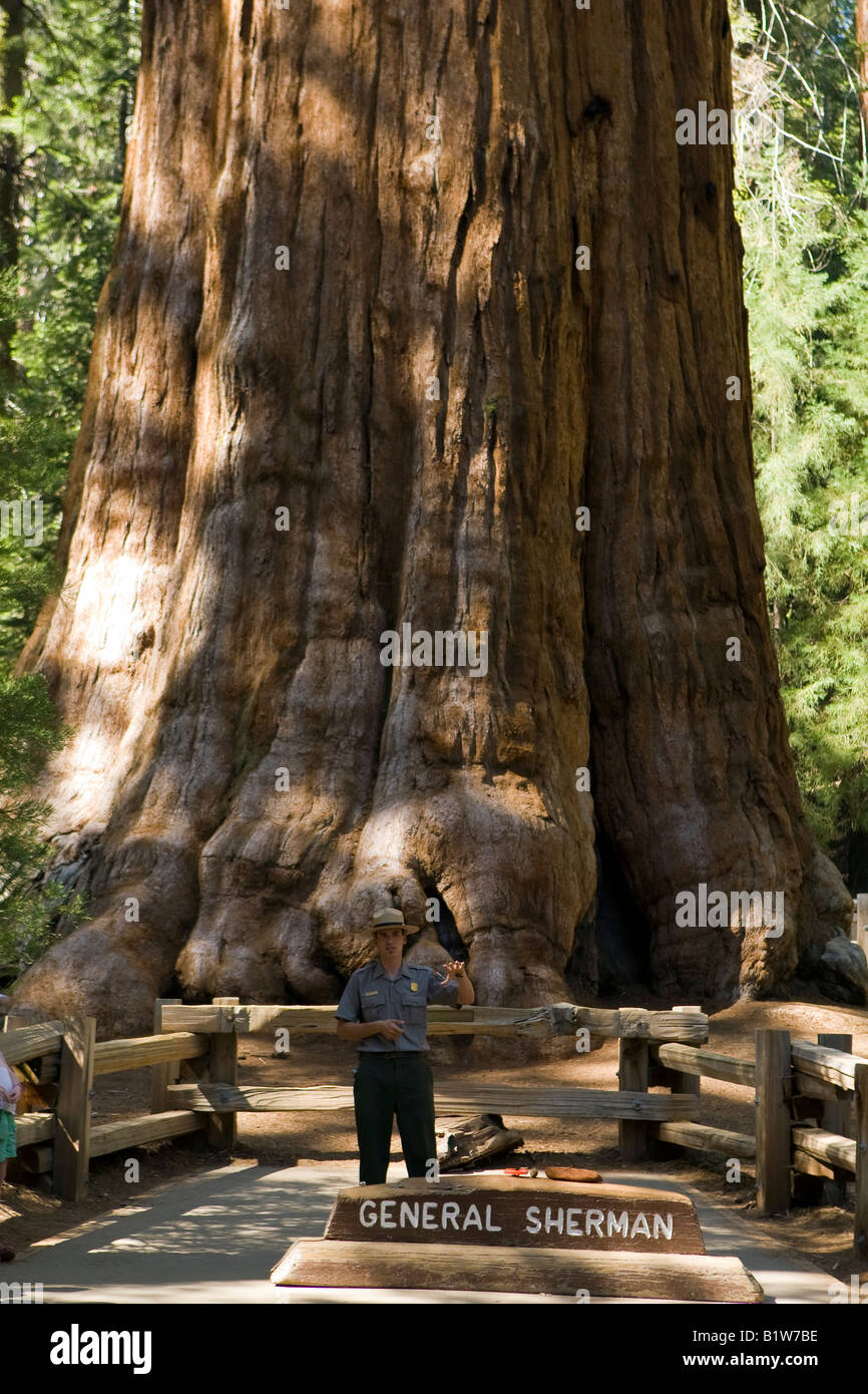 A National Park Service Park Ranger at General Sherman, a Giant Sequoia ...