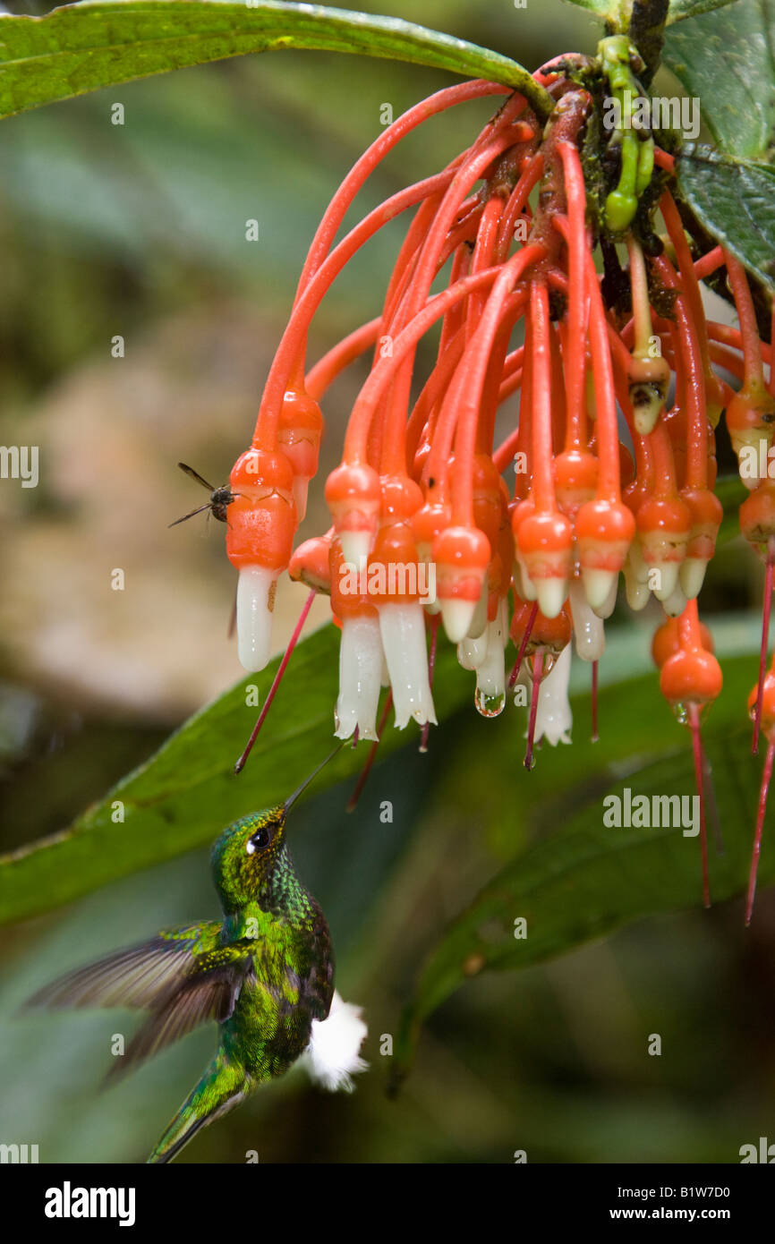 Male Booted Racket tail Hummingbird - Ocreatus underwoodii - in the ...