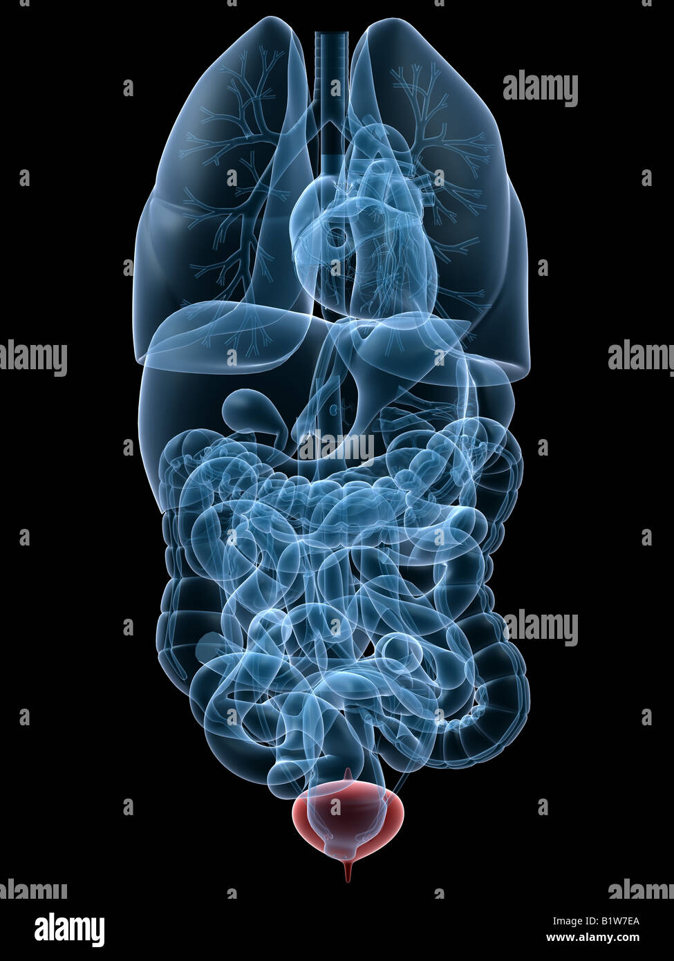 Healthy bladder hi-res stock photography and images - Alamy