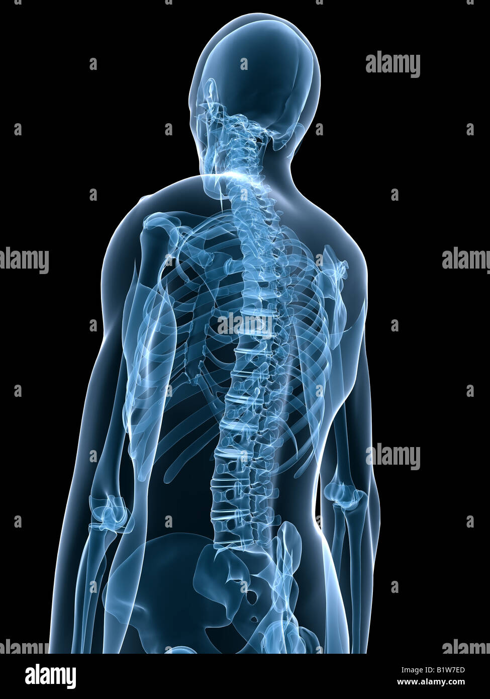 human skeletal back Stock Photo - Alamy