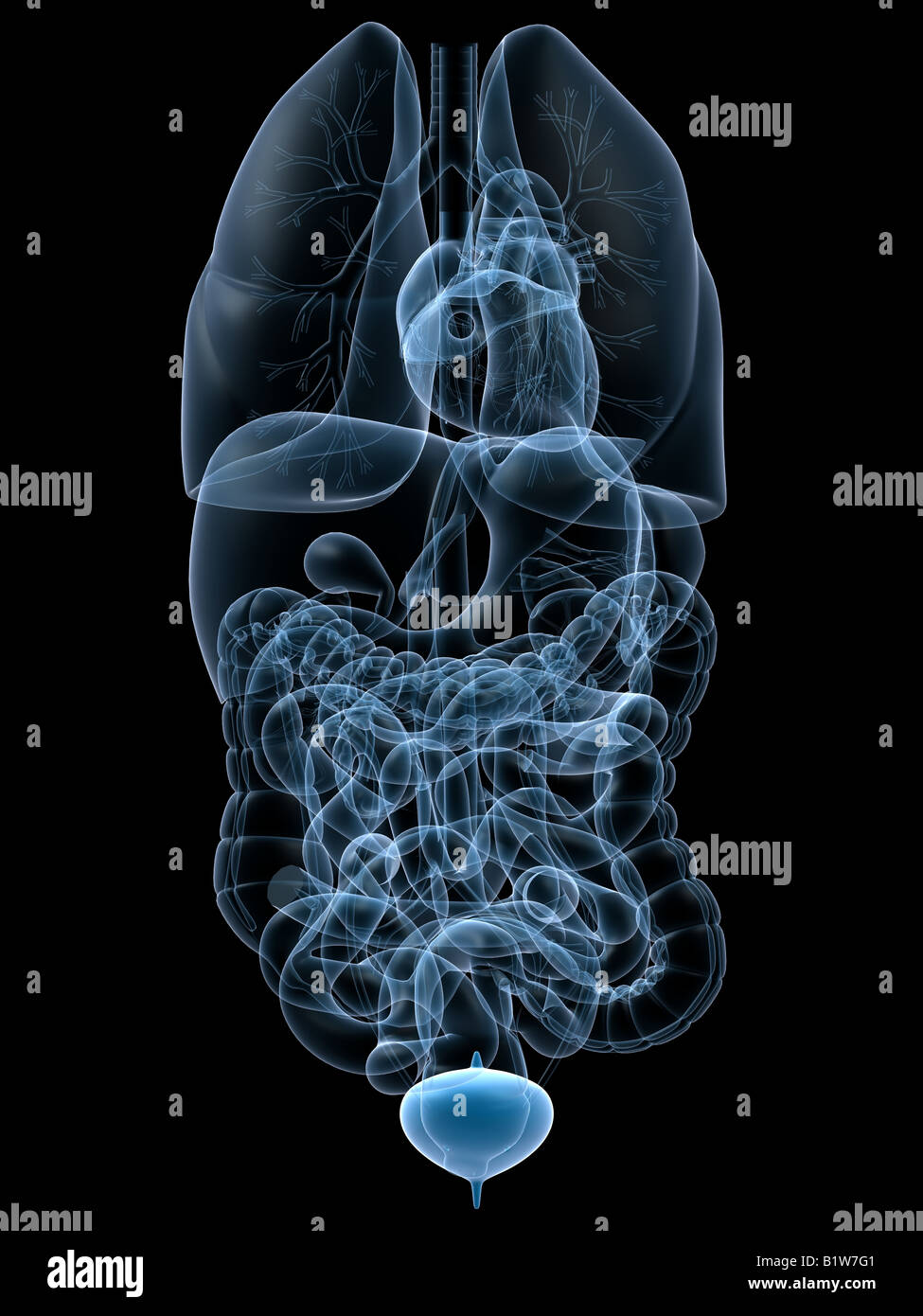 Transparent human body internal organs hi-res stock photography and ...