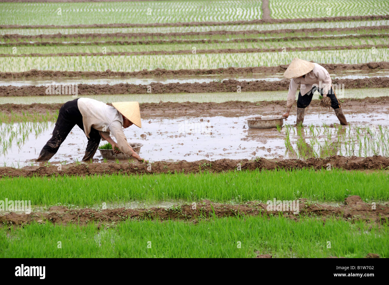 Vietnamese women planting rice mekong Delta Vietnam Stock Photo - Alamy