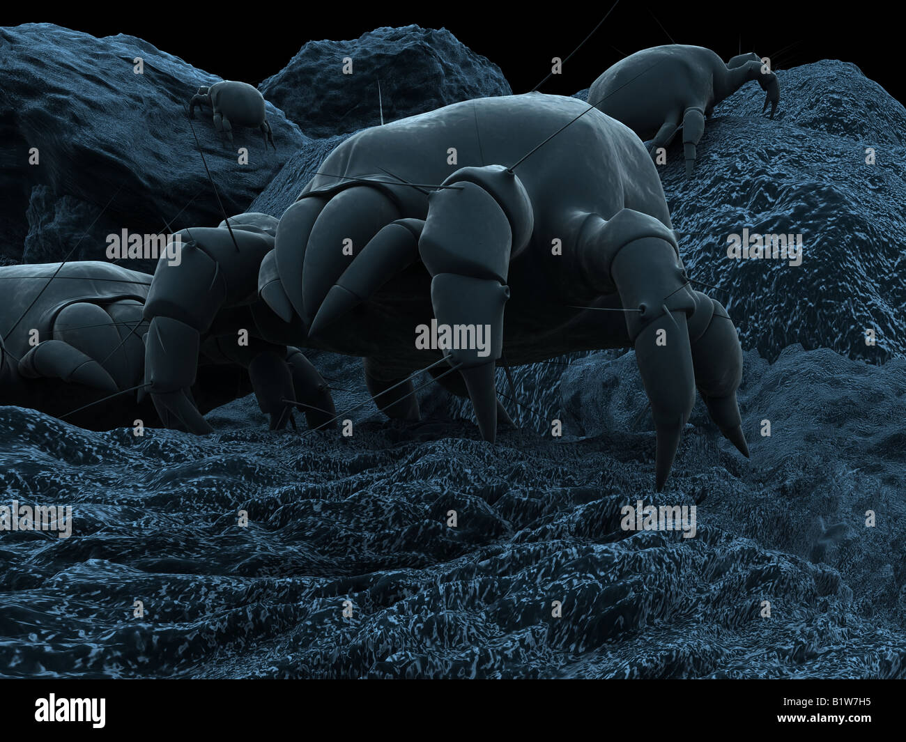 Dust mite allergy hi-res stock photography and images - Alamy