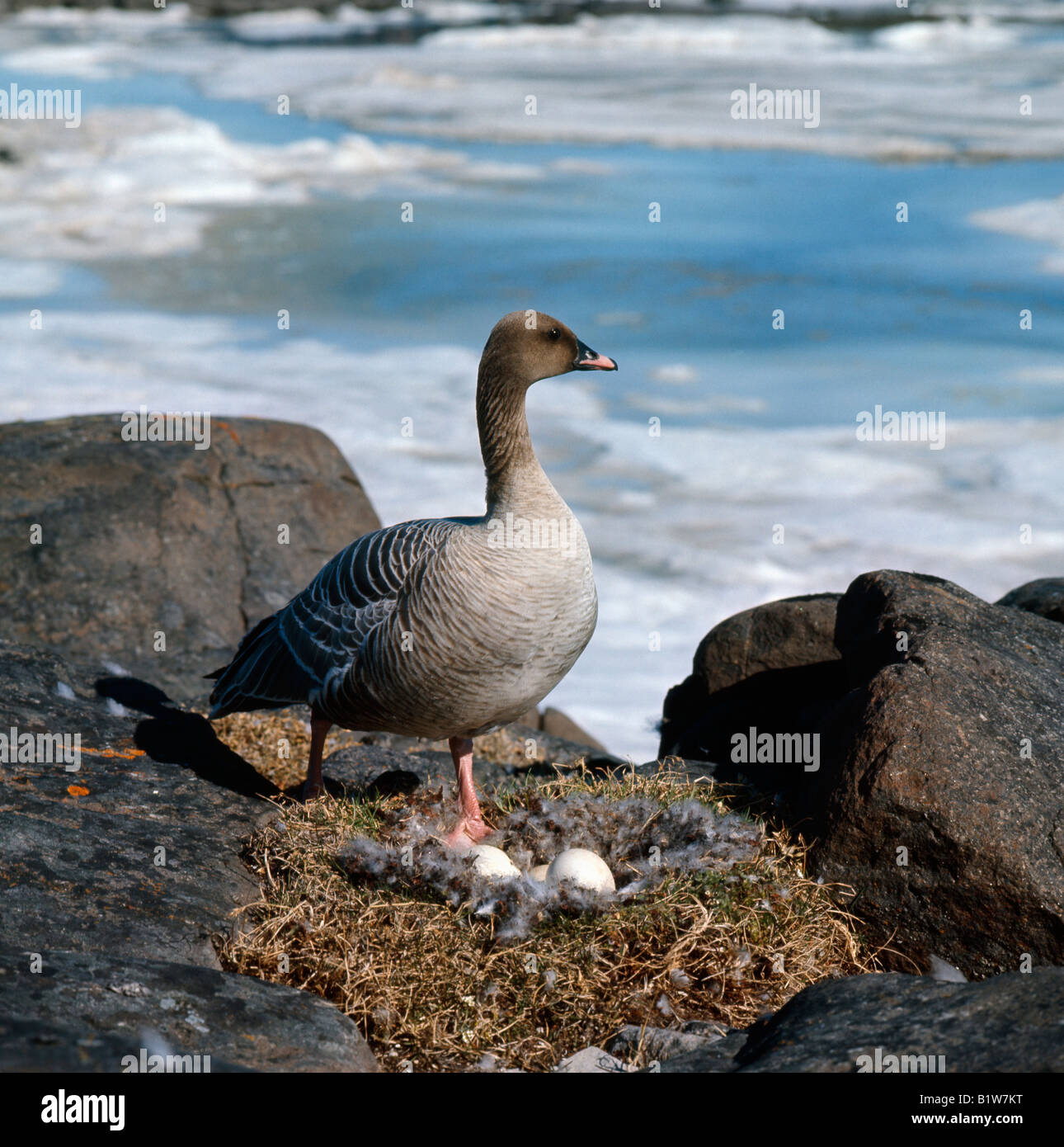 Egg laying goose hi-res stock photography and images - Alamy