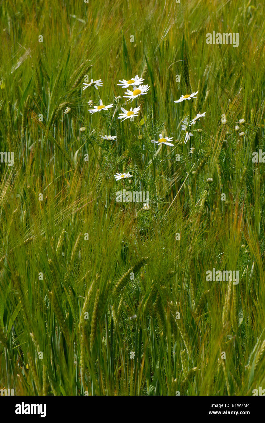Matricaria perforata hi-res stock photography and images - Alamy