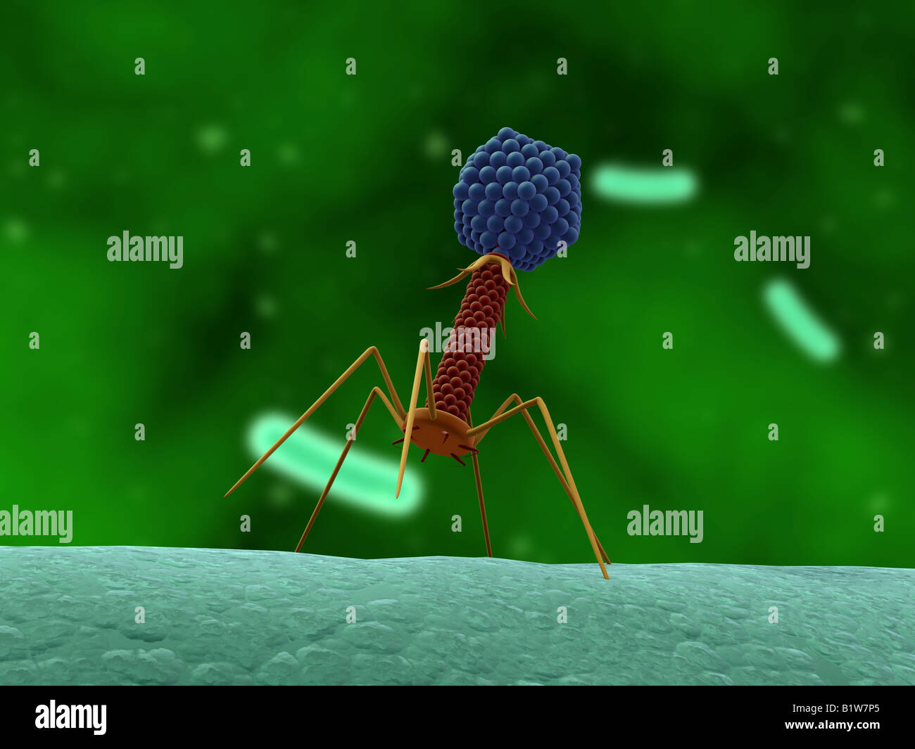 Bacteriophage microscope hi-res stock photography and images - Alamy