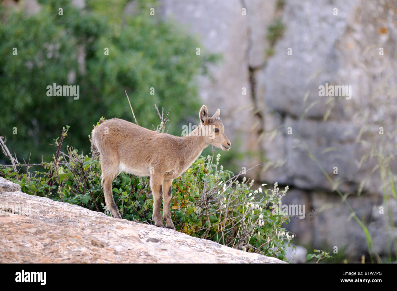 A photograph of a goat on a rock Stock Photo - Alamy