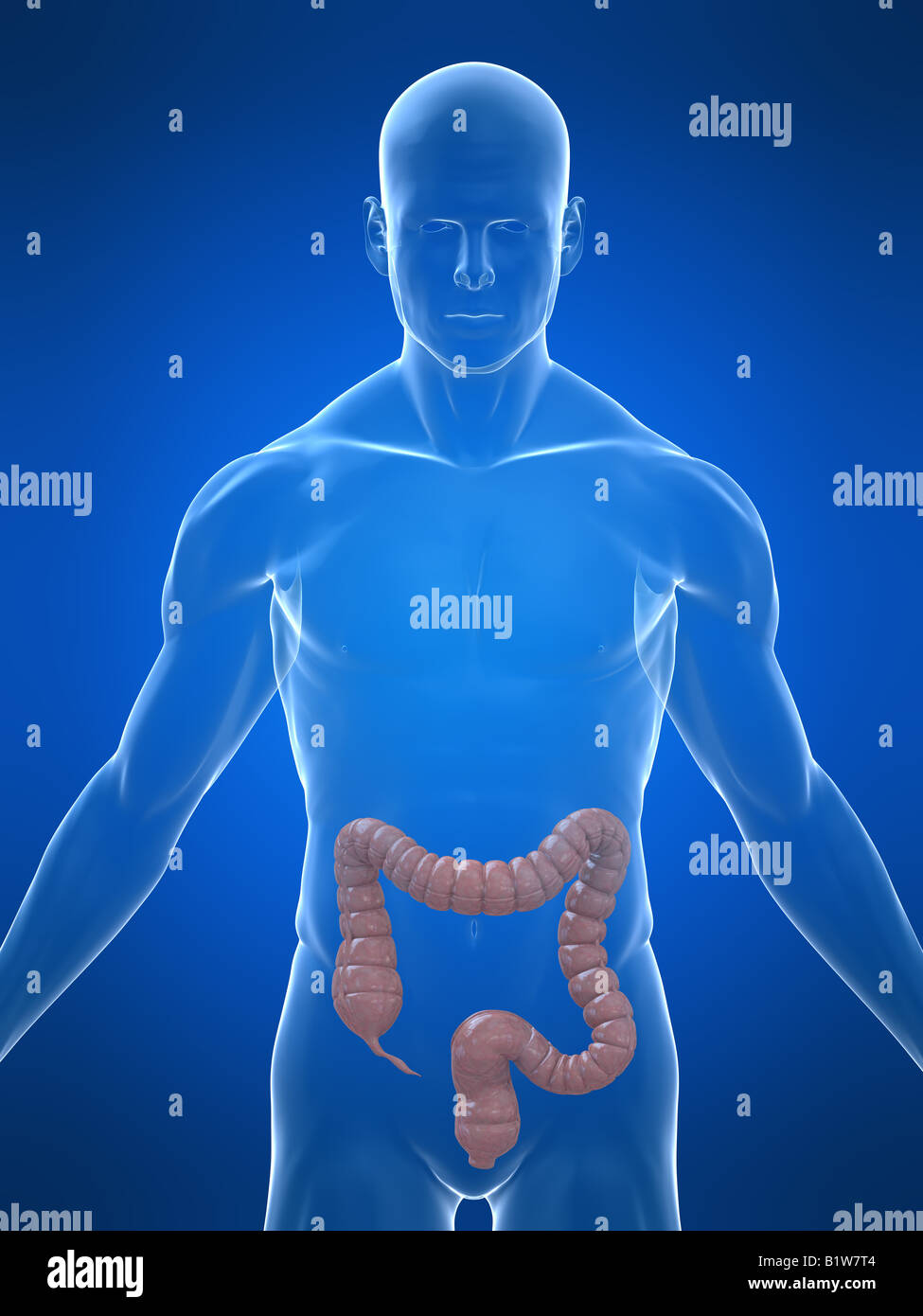 Male colon hi-res stock photography and images - Alamy