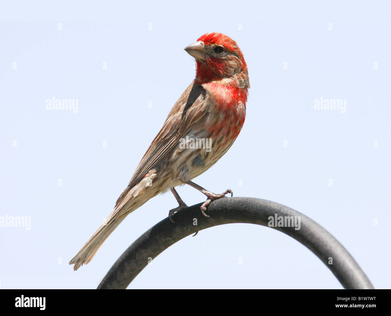 Colorful male House Finch perched on a pole Stock Photo - Alamy