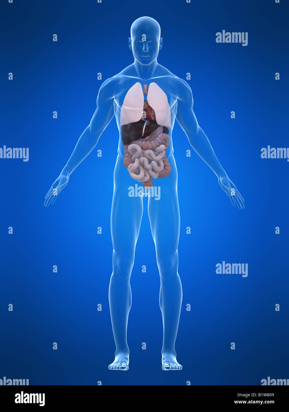 Internal organs human hi-res stock photography and images - Alamy