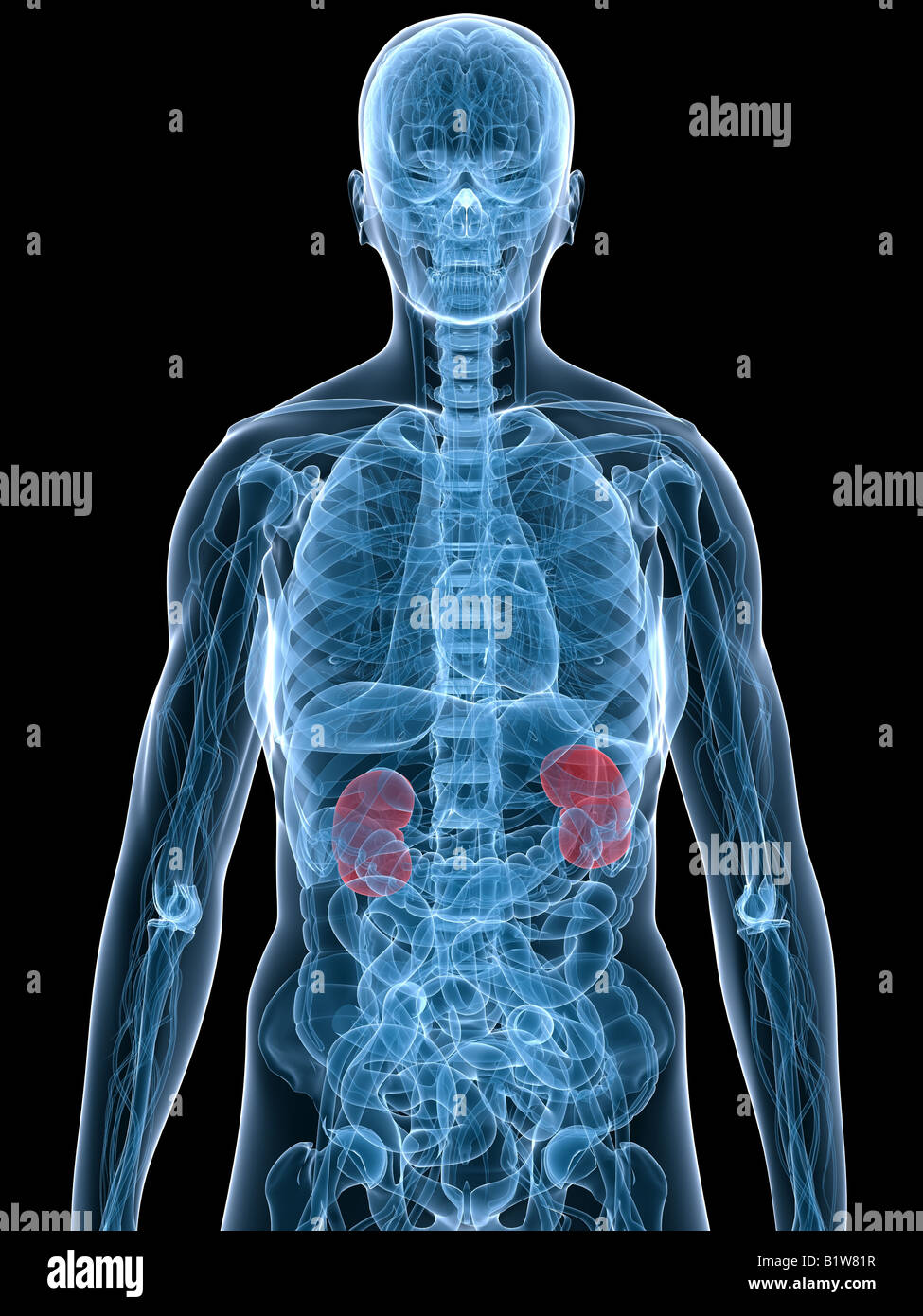 Human kidneys internal organ hi-res stock photography and images - Alamy