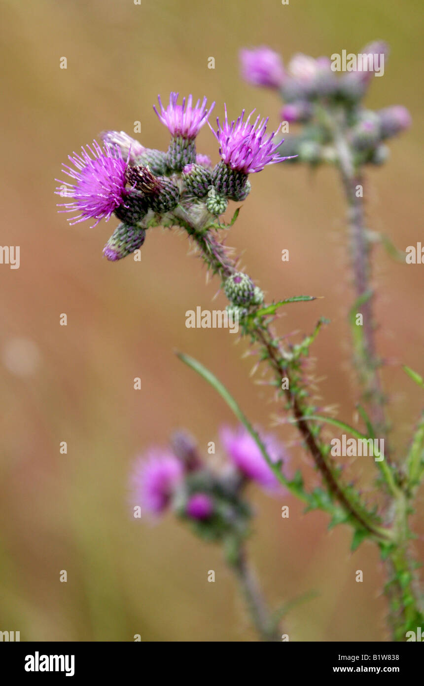 Marsh thistle hi-res stock photography and images - Alamy