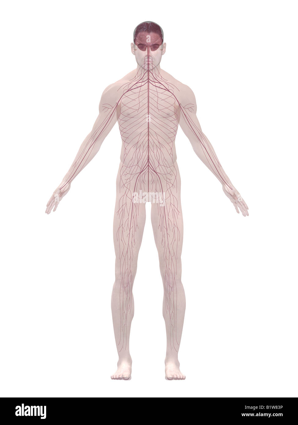 Nervous system diagram hi-res stock photography and images - Alamy
