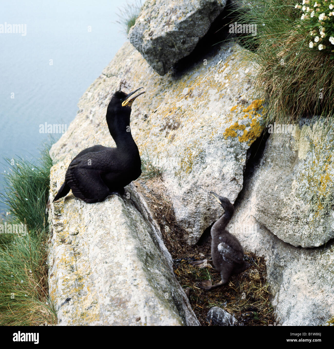 Grand cormoran hi-res stock photography and images - Alamy