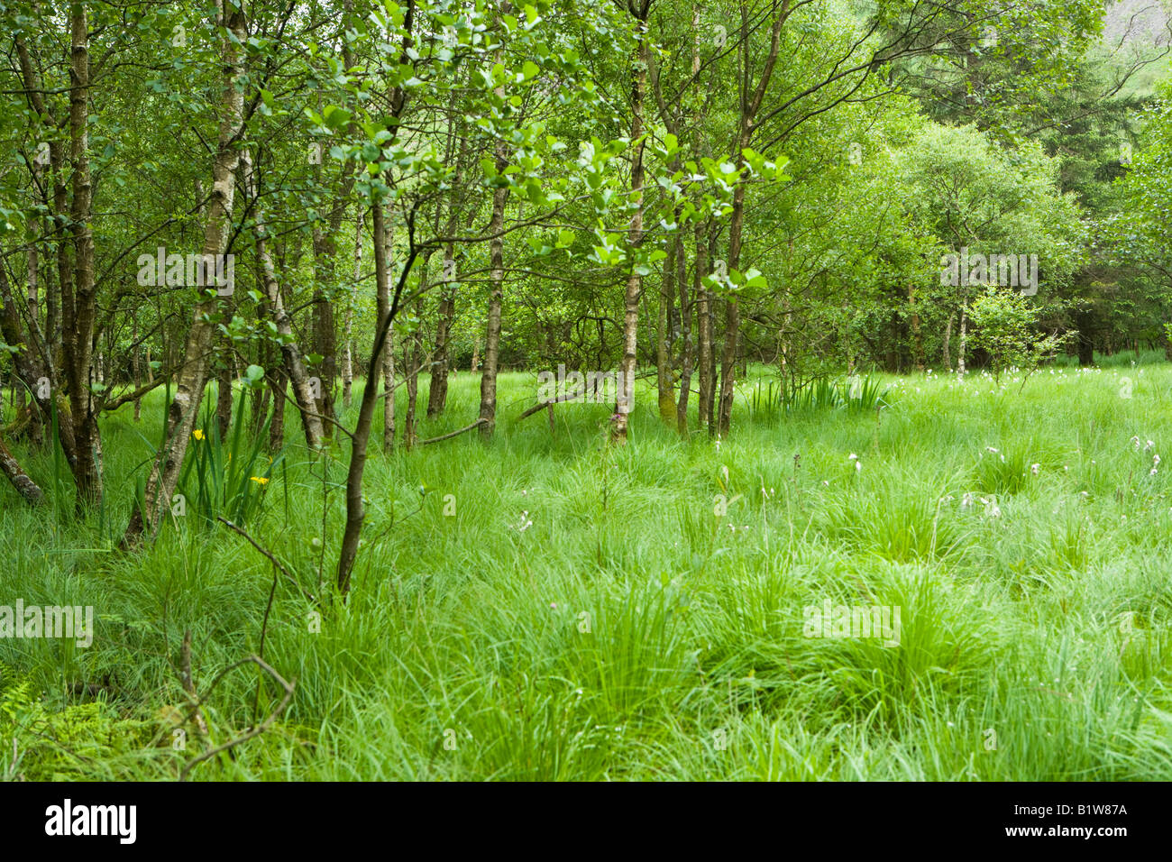White Moss, Cumbria Stock Photo - Alamy